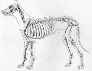 The History of Dog Domestication