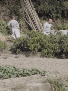 Food and Space in Medieval Buddhist and Cistercian Monasteries