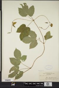 Pharmacists and Their Tools in the 18th and 19th Centuries