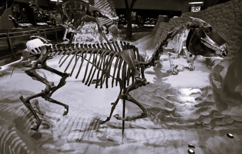 Horses and Millions of Years of History