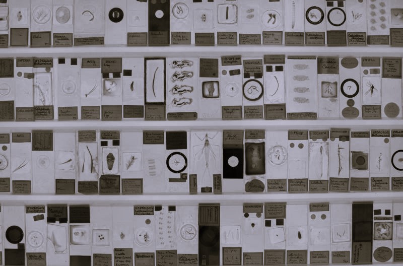 A Modern History of the Contested World of Classifying Life on Earth