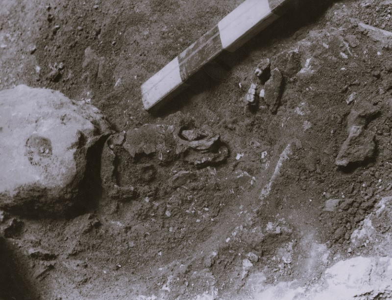 Prehistoric Children: Learning from Snapshots of Lost Fossils in Eurasia