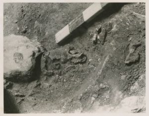 Prehistoric Children: Learning from Snapshots of Lost Fossils in Eurasia