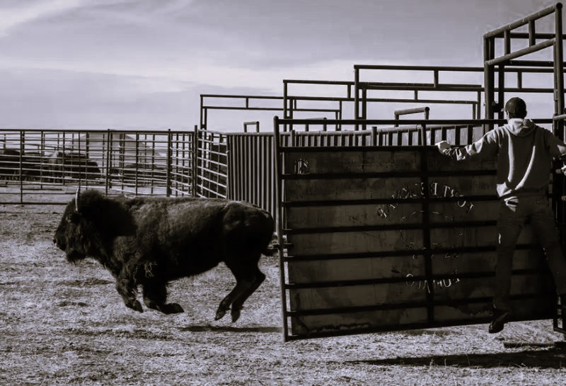 A Native American Program for the Prairie Ecosystem