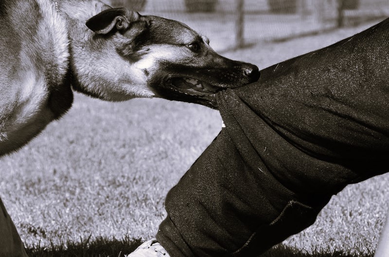 What To Do After a Dog Bite: Your Guide to Recovering Compensation