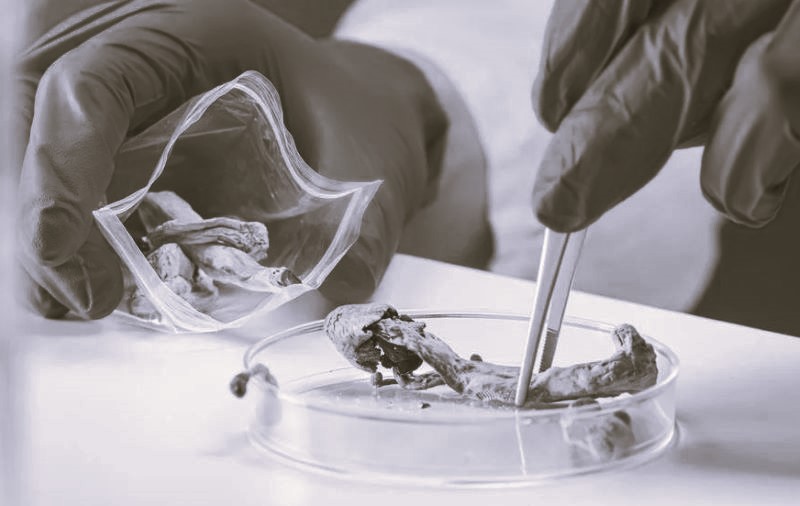 Psychedelic Medicine: A Re-Emerging Therapeutic Paradigm