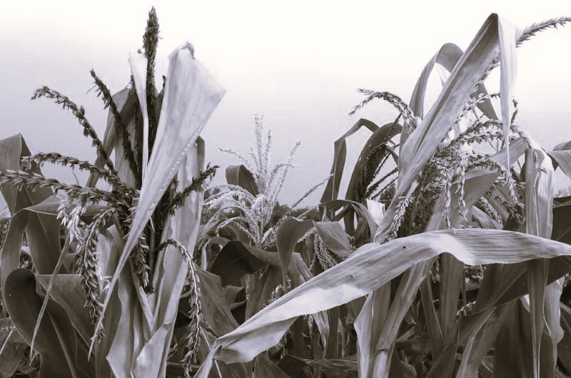 How Climate Change Stresses Plants and Alters Their Growth