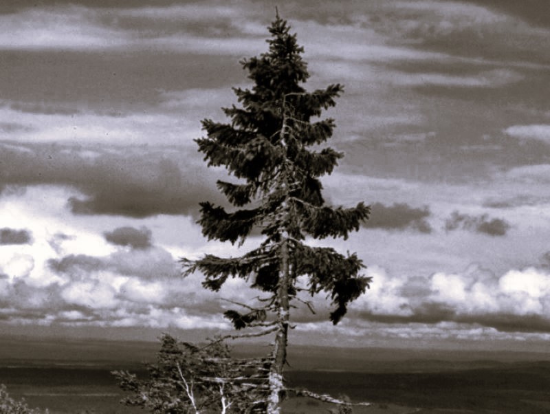 Old Tjikko: A Nearly 10,000-Year-Old Tree in Sweden
