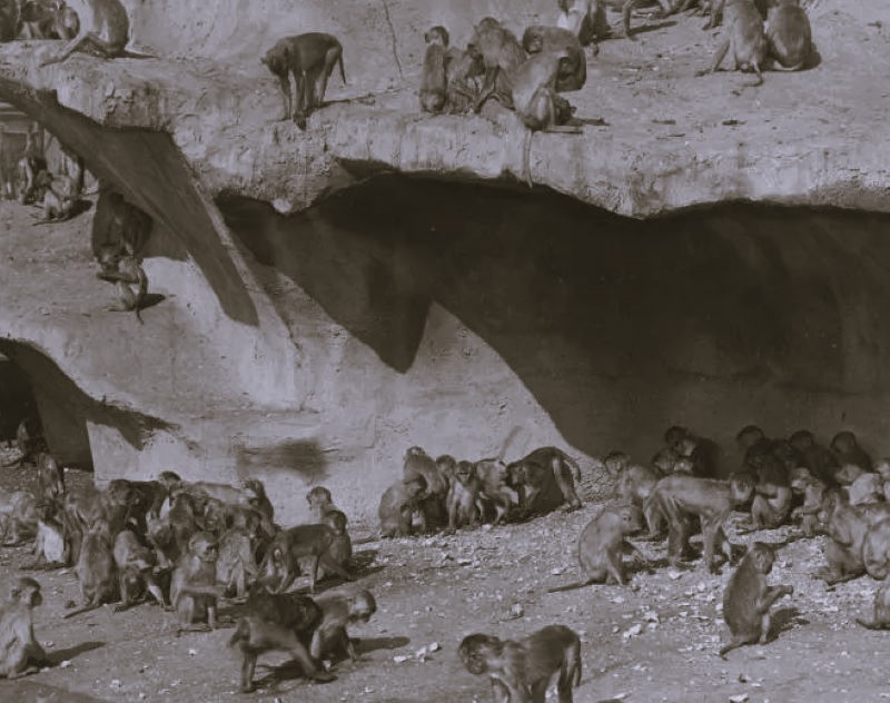 Escape of the Monkeys at New York's 'Jungle Camp' in 1935