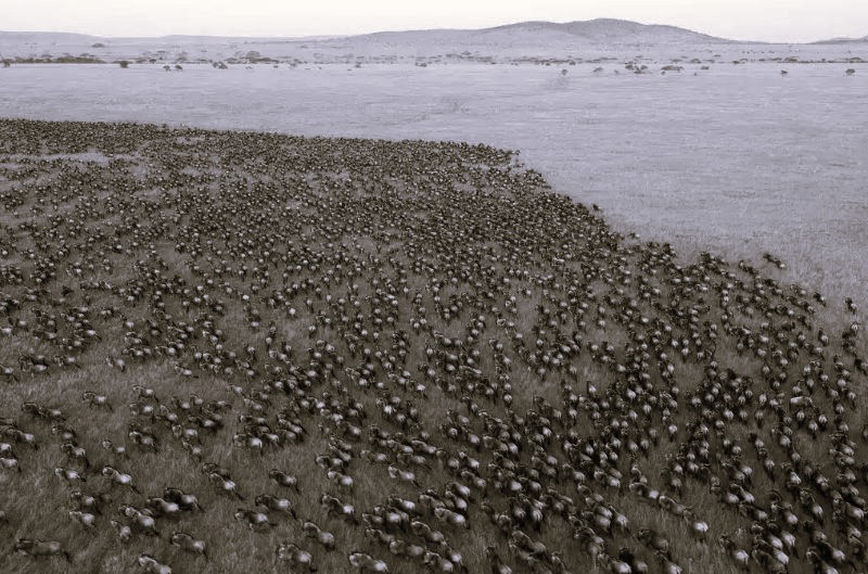 How Are Plants and Animals Responding to Climate Change?