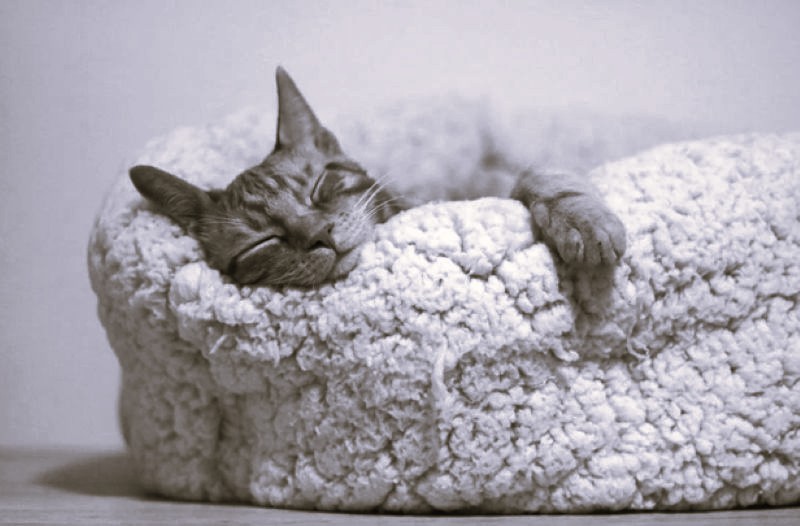 How to Select Affordable Cat Insurance for Your Pet