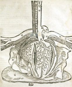 The Scalpel and the Scholar: Guy de Chauliac and the Rise of Medieval ...