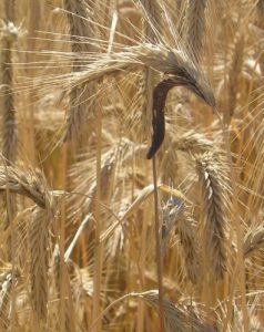 Burning Faith: Ergotism – The Scourge of “St. Anthony’s Fire” in the ...