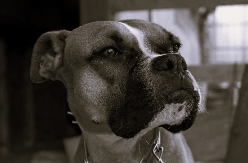 6 Reasons Why Boxer Dogs Make Loyal Family Companions