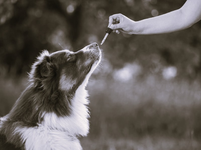 Calming Dogs with CBD