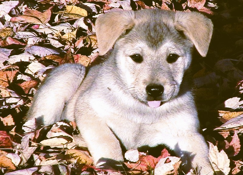 Check What Matters Most To Spot A Healthy Pup Before You Bring One Home ...